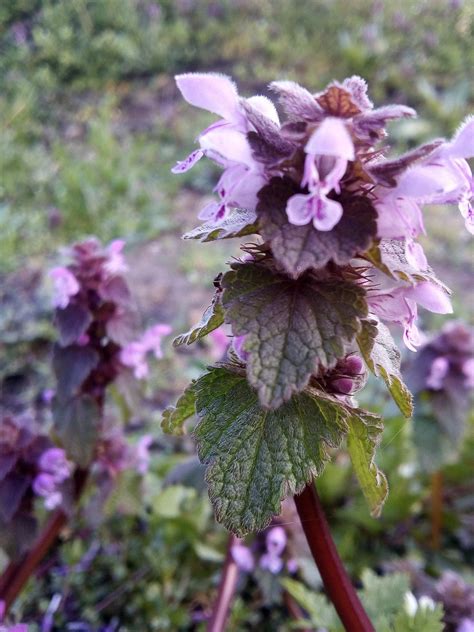 Сорняк с фиолетовыми цветами 25 фото