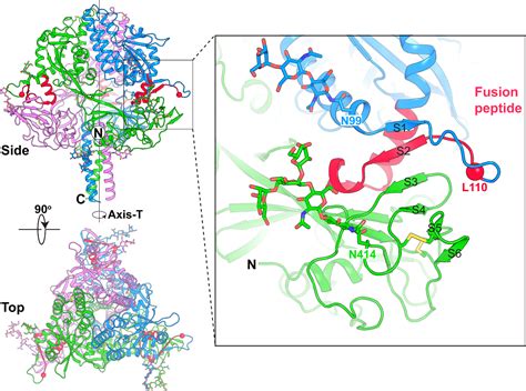 Figure 1 From Crystal Structure Of The Pre Fusion Nipah Virus Fusion Glycoprotein Reveals A