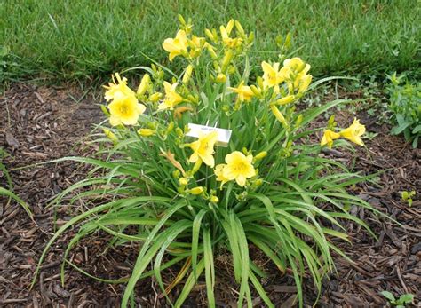 Happy Returns Daylily Ct 1 Tc Nursery