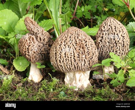 Morels Rhode Island At Ellen Martinez Blog