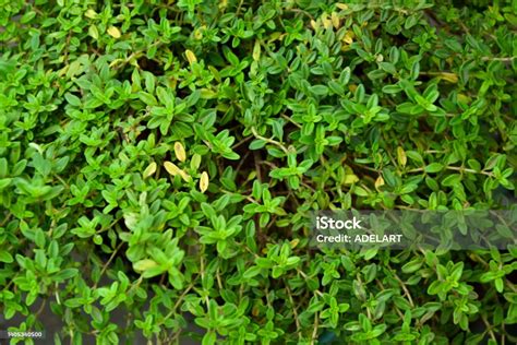 백리향 식물 유기농 신선한 허브 흉선 Vulgaris 허브 식물 신선한 단풍 정원 공원 또는 야생 자연 식물 아름다운 여름 자연 0명에 대한 스톡 사진 및 기타 이미지