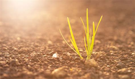 Southern Blight Effective Ways To Control Carrot Disease Happiness Carrot
