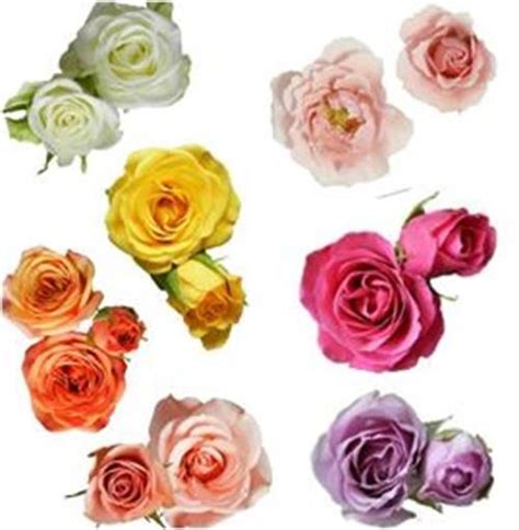 Wholesale Spring Pack Spray Roses Assorted Combo Box Delivered Online