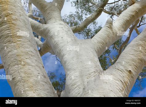 Ghost Gum Eucalyptus Papuana Trunk Macdonnell Range Northern