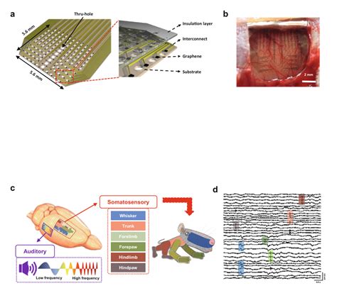 Brain Mapping Using A Graphene Electrode Array