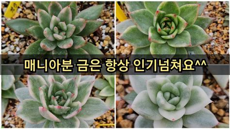 3월 16일 또다른 매니아분의 예쁜 아이들 많이 있어요 얼른 찜하셔야할 것 같아요 다육식물 다육 다육이금 다육이키우기