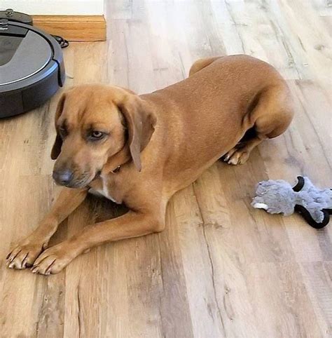 Lost Redbone Coonhound Dachshund Mix Female Dog In Owatonna
