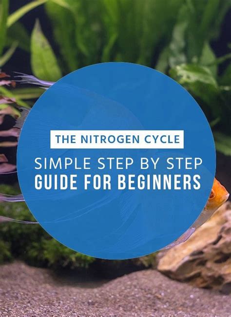 Nitrogen Cycle Steps For Dummies