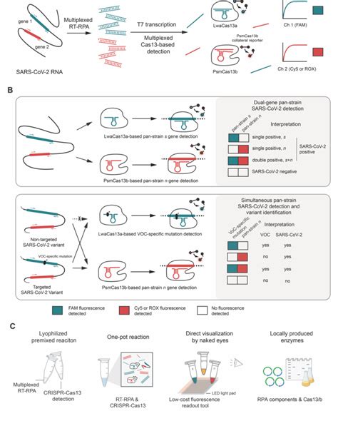 A Multiplexed Cas13 Based Assay For Simultaneous Sars Cov 2 Detection
