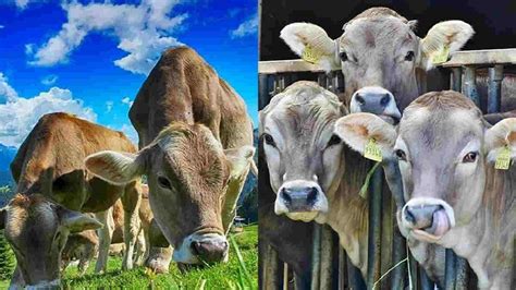 Penggemukan Sapi Potong Usaha Cepat Panen Untung Besar