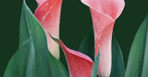 Ask A Master Gardener Calla Lilies Vs Canna Lilies Home And Garden