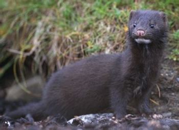 American Mink Game And Wildlife Conservation Trust