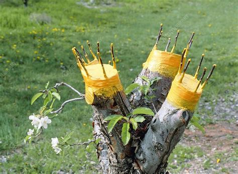 Grafting Trees Together