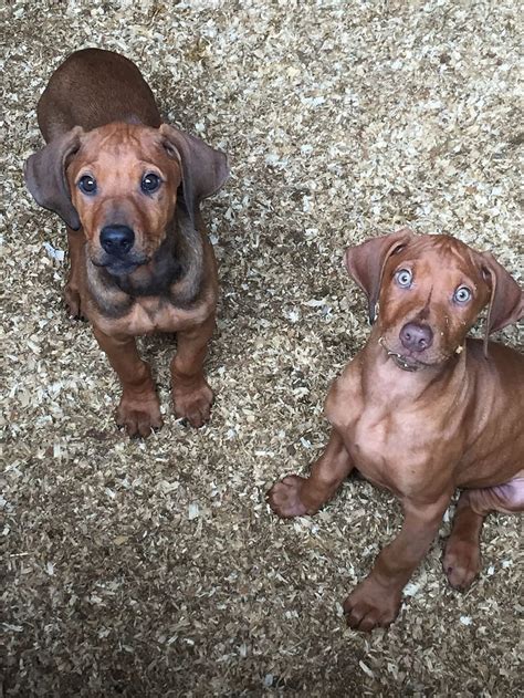 Mezcla De Doberman Y Rhodesian Ridgeback