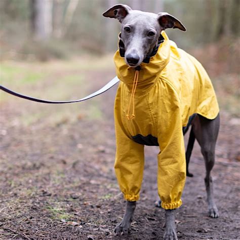 Free Clip Whippet Download Free Clip Whippet Png Images Free Cliparts