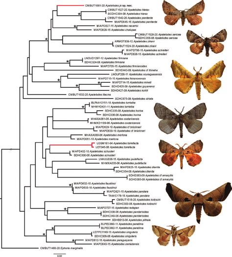 maximum likelihood phylogenetic tree inferred with iq tree based on the