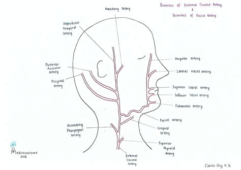 Facial Artery Branches Mnemonic