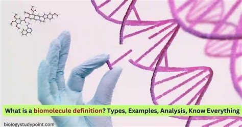 What Is A Biomolecule Definition Types Examples Analysis Know Everything 2025