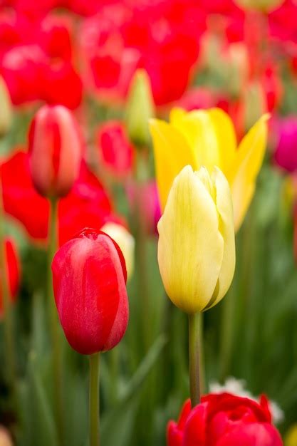 Outstanding Colorful Tulip Flower Bloom In The Spring Garden Premium