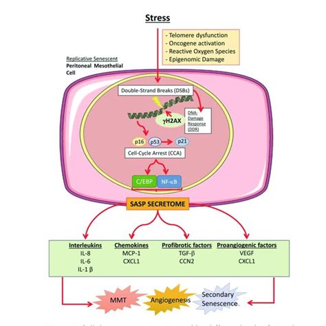 Cellular Senescence Is Triggered By Different Kinds Of Stimuli Some