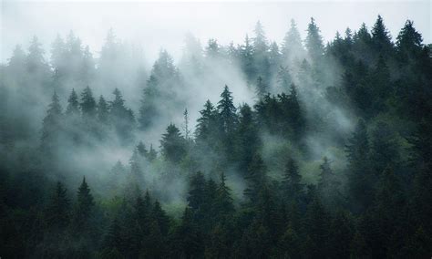 Grey Forest Wallpapers Top Free Grey Forest Backgrounds Wallpaperaccess