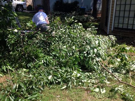 How To Trim And Prune Trees DIY Basics Safety Tips