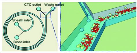 a schematic of concept showing size based cell separation in spiral