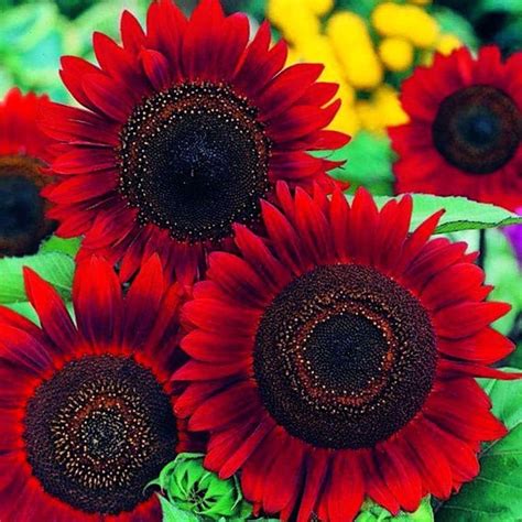 Red Sun Sunflower 50 Pcs Seeds Helianthus Annuus Flowers