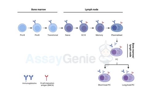 B Cell Types Antigen Recognition And Activation Assay Genie