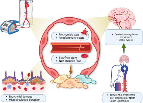 Figure 1 From Hypoxic Ischemic Brain Injury In Ecmo Pathophysiology