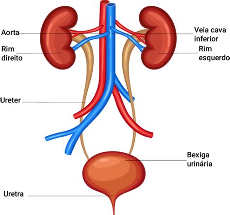 Anatomia Do Sistema Urinário