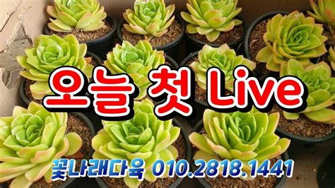 여기는 꽃나래다육 오늘 첫 라방 Live 꽃나래다육 01028181441 Youtube