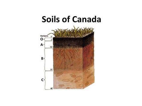 PPT Soils Of Canada PowerPoint Presentation Free Download ID 1918933