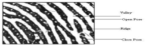 figure 3 from finger print enhancement using minutiae based algorithm