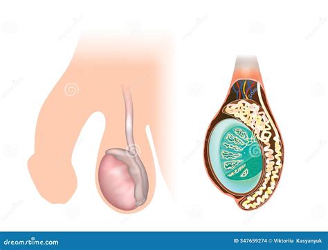 Anatomy Of The Male Testicle Detailed Medical Illustration Cross