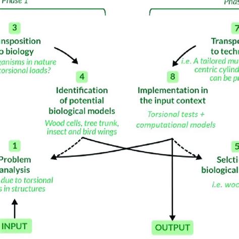 hierarchical structure of wood from macroscale to microscale