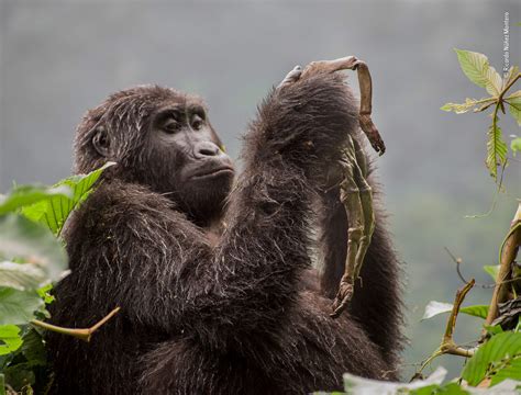 These Are The Breathtaking Winning Photos Of 2018 Wildlife Photographer