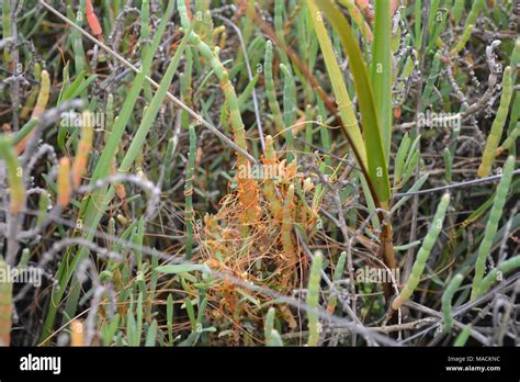 Salt Marsh Dodder Cuscuta Pacifica Var Pacifica Growing On Pickleweed Salt Marsh Dodder Is An