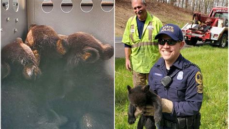 Bear Cubs Rescued By Va State Police After Mom Killed On I 64