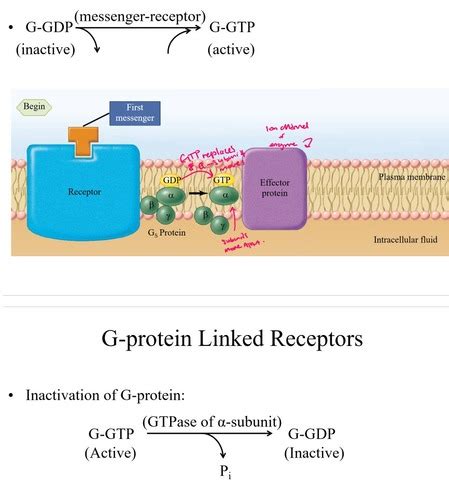 Physl 210a Lecture 3 Cell Physiology Flashcards Quizlet