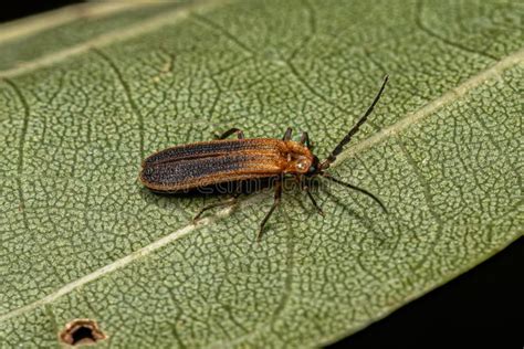 Adult Net Winged Beetle Stock Image Image Of Brown 283676837