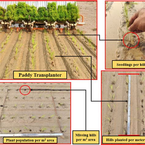 Measurement Of Paddy Transplanter Performance In The Main Field Download Scientific Diagram