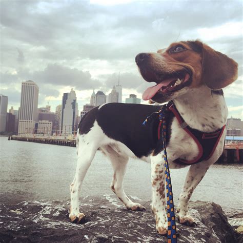 Queen Of Nyc Who Poops When She Gets Angry And Occasionally Eats Paper