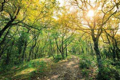Tree Identification Course Grit