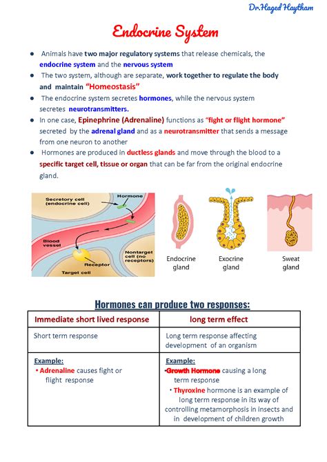 SOLUTION Endocrine System Studypool
