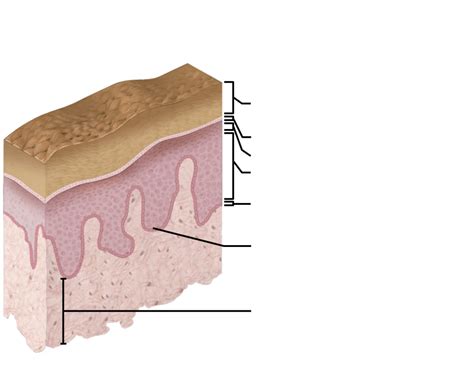 Integumentary System Labelling Diagram Quizlet