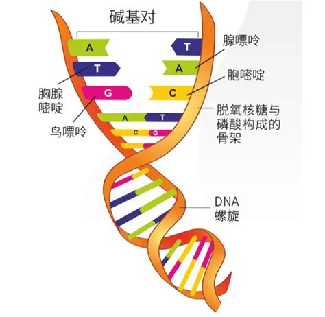 Tbtools绘制基因结构图 千图网