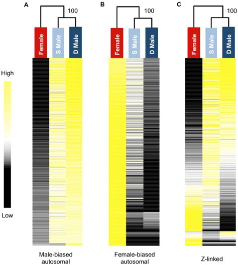 Heat Maps And Hierarchical Clustering Of Gene Expression For Females Download Scientific