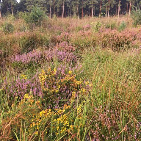 Winter Trees A Photographic Guide To Common Trees And Shrubs SpeciesRecoveryTrust