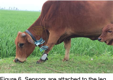 Figure 6 From Low Cost Iot Based System To Monitor Cows Behavior Semantic Scholar